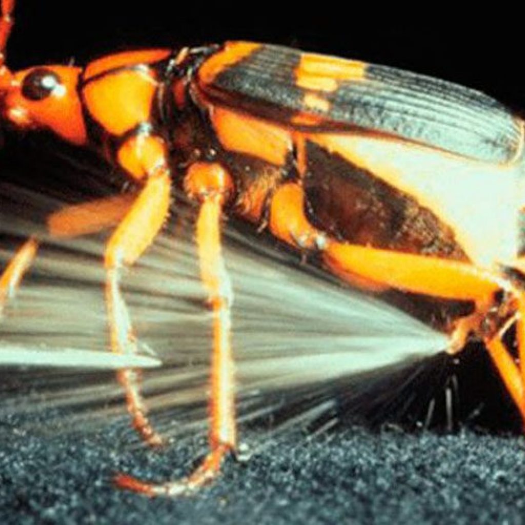 Hashem.com - Appreciating God through intelligent design